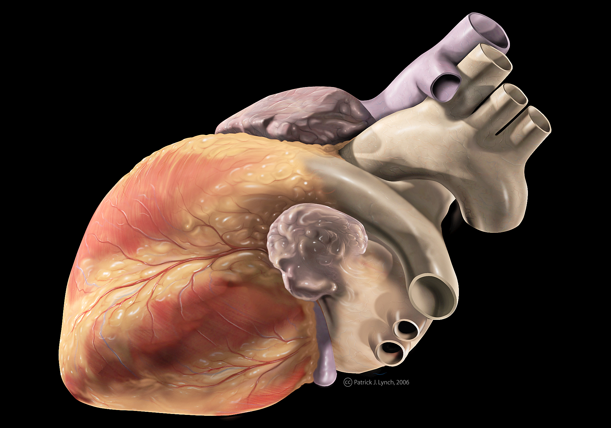 Show me a diagram of the human heart? Here are a bunch!