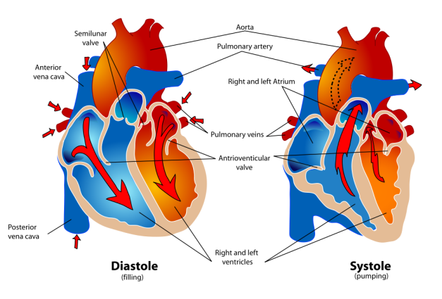 Show me a diagram of the human heart? Here are a bunch!