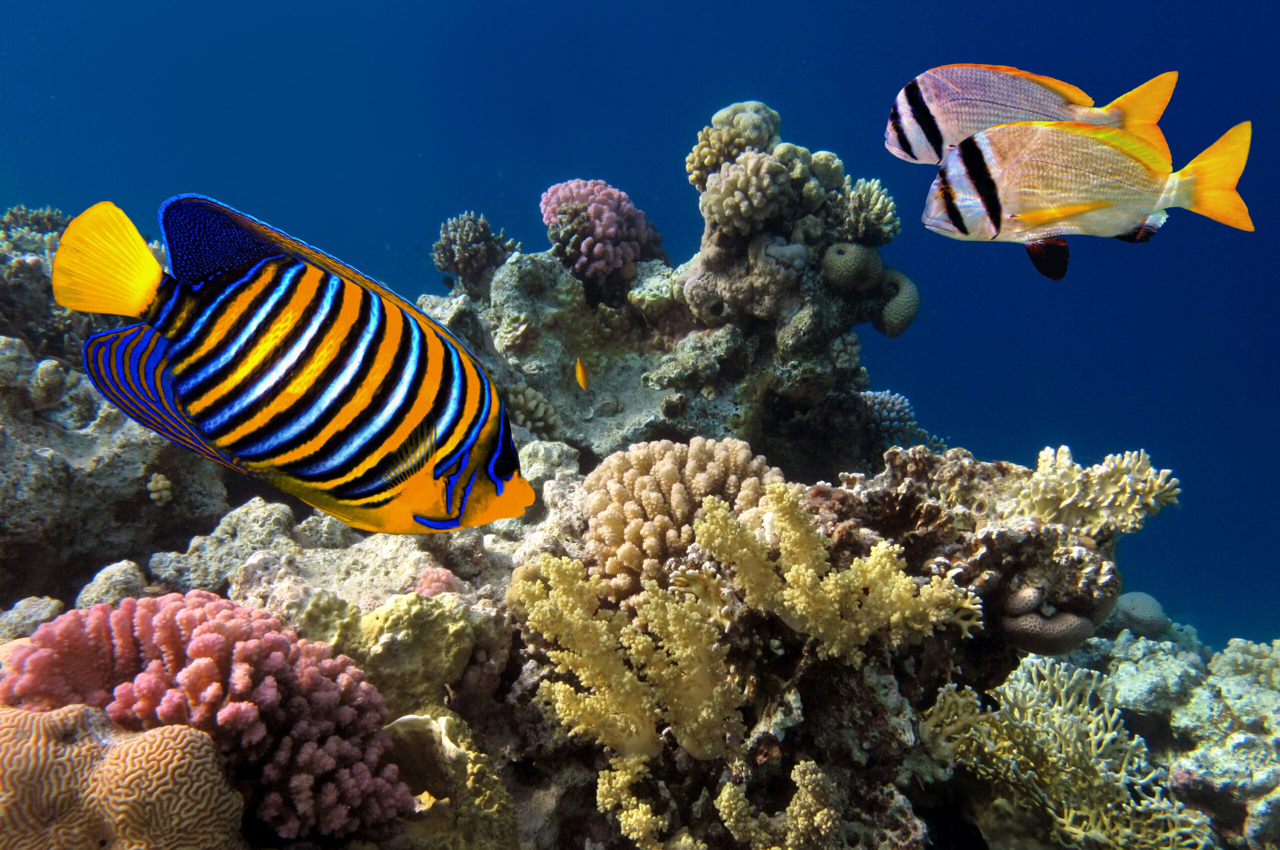 Biological Diversity and Conservation - Presentation Slides ...