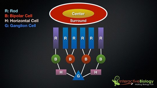 035 On Center, Off Surround Ganglion Cells | Interactive Biology, with ...
