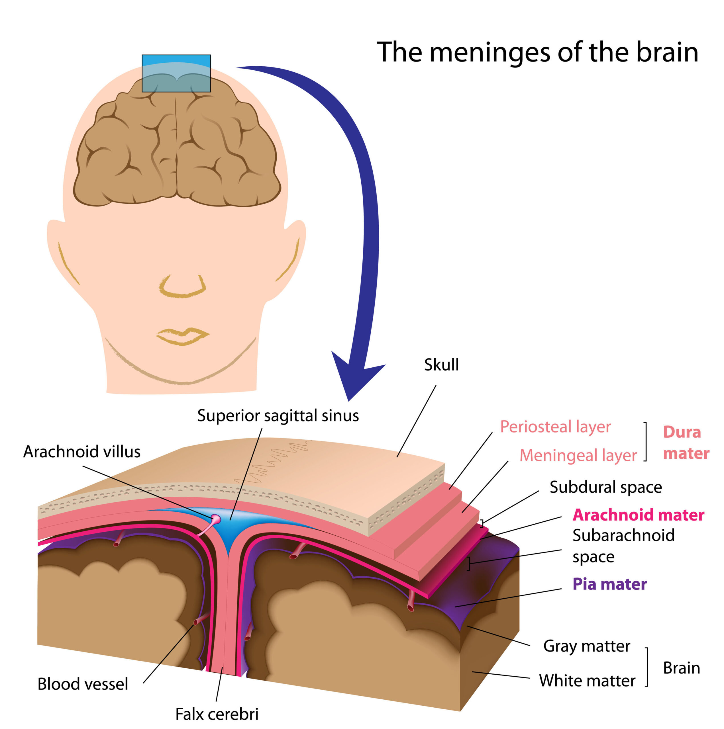 069 The Meninges of the Central Nervous System | Interactive Biology, with Leslie Samuel