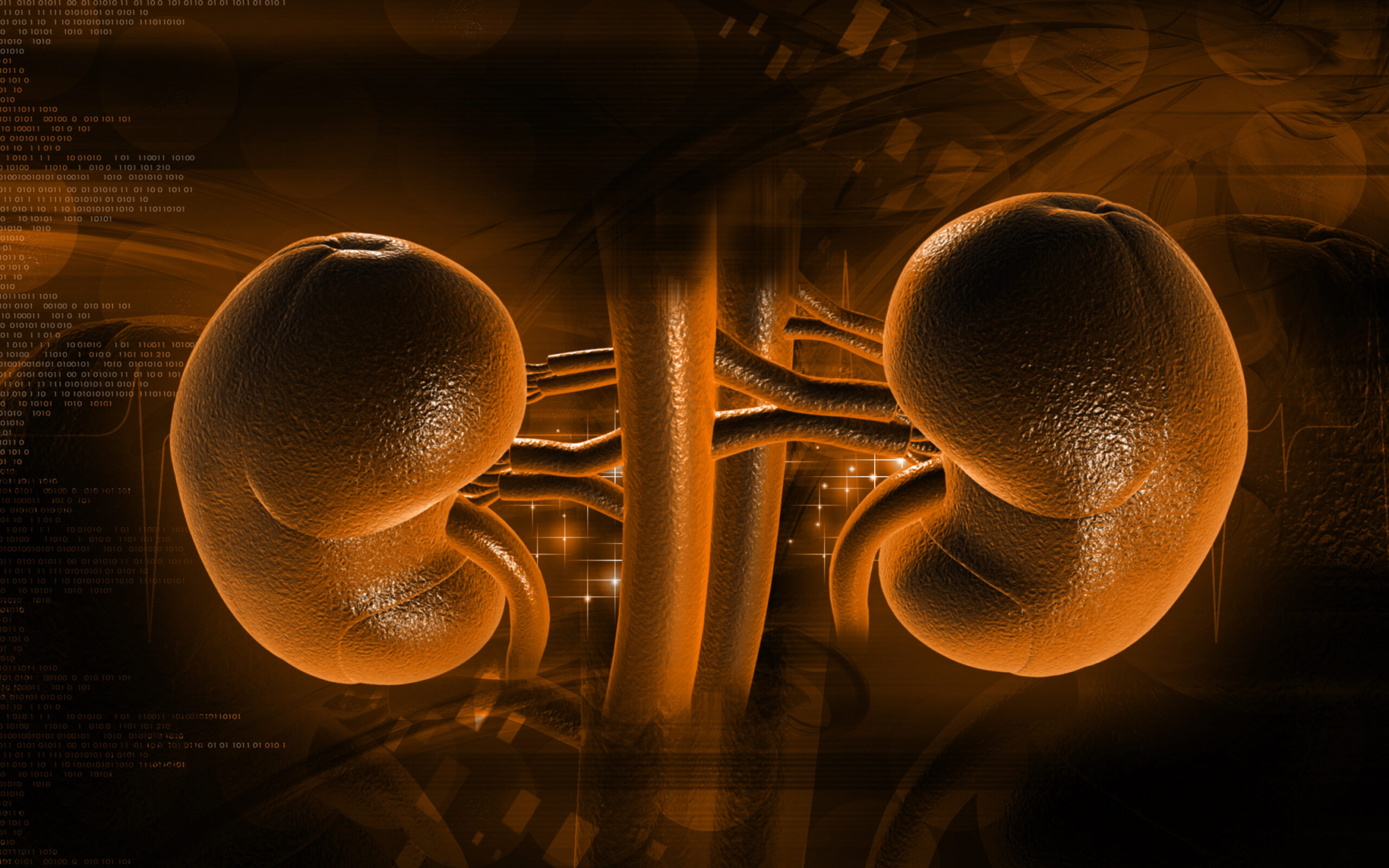 Embryology of the Kidney | Interactive Biology, with Leslie Samuel