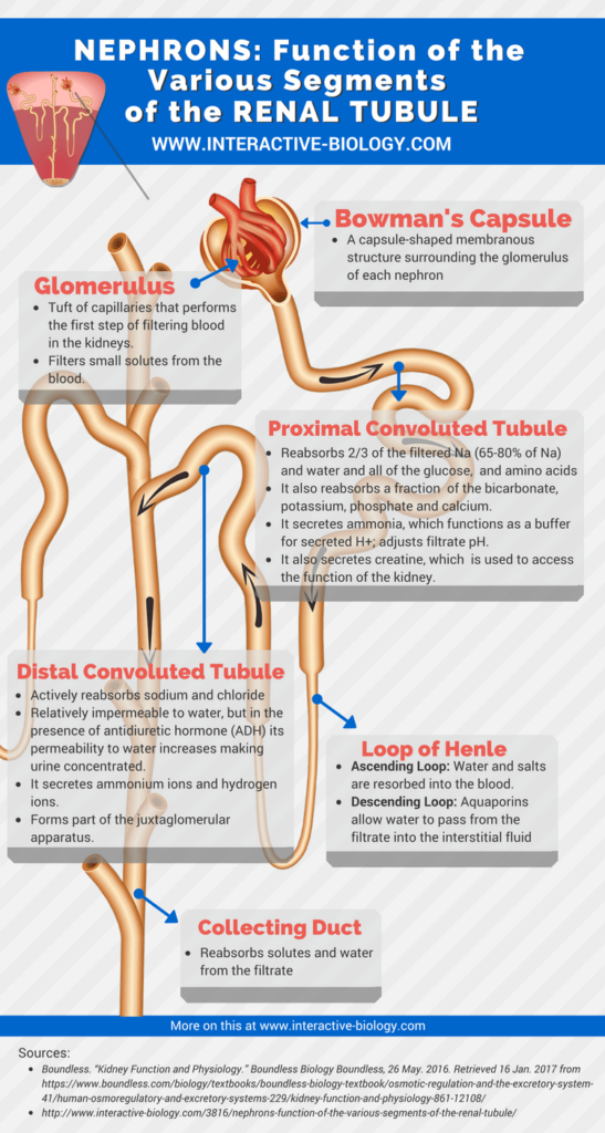 Nephrons: Function of the Various Segments of the Renal Tubule ...