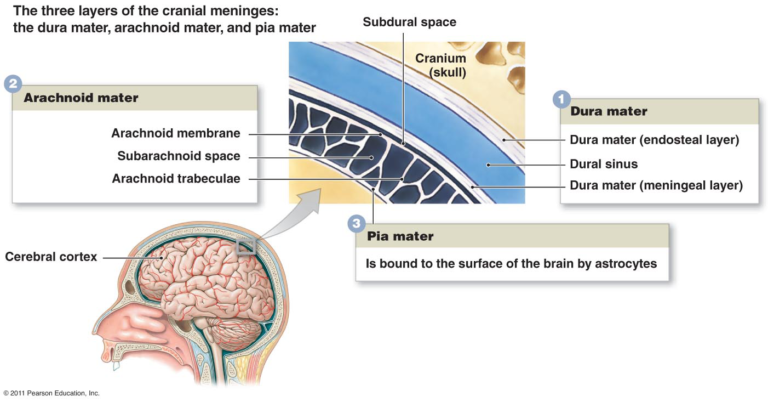 Structure and Function of the Cranial Meninges | Interactive Biology, with Leslie Samuel