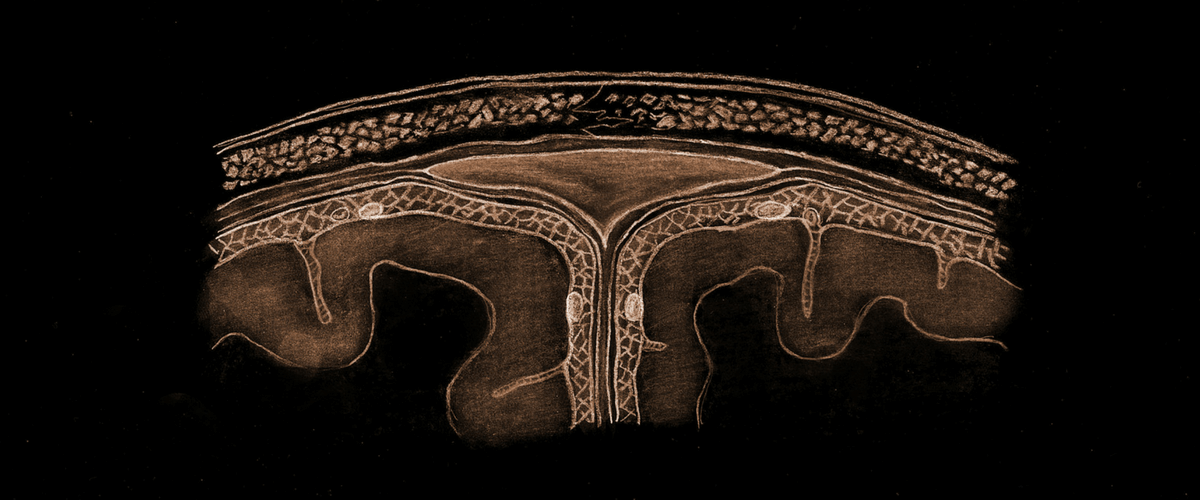 Structure and Function of the Cranial Meninges | Interactive Biology, with Leslie Samuel