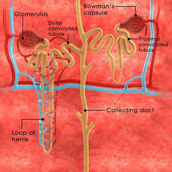 Nephrons: Function of the Various Segments of the Renal Tubule ...