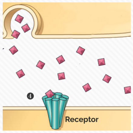The Chemical Synaptic Transmission -- How It Happens | Interactive ...