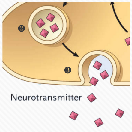 The Chemical Synaptic Transmission -- How It Happens | Interactive ...