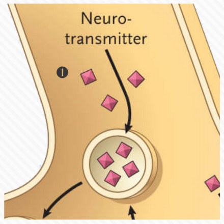 The Chemical Synaptic Transmission -- How It Happens | Interactive ...