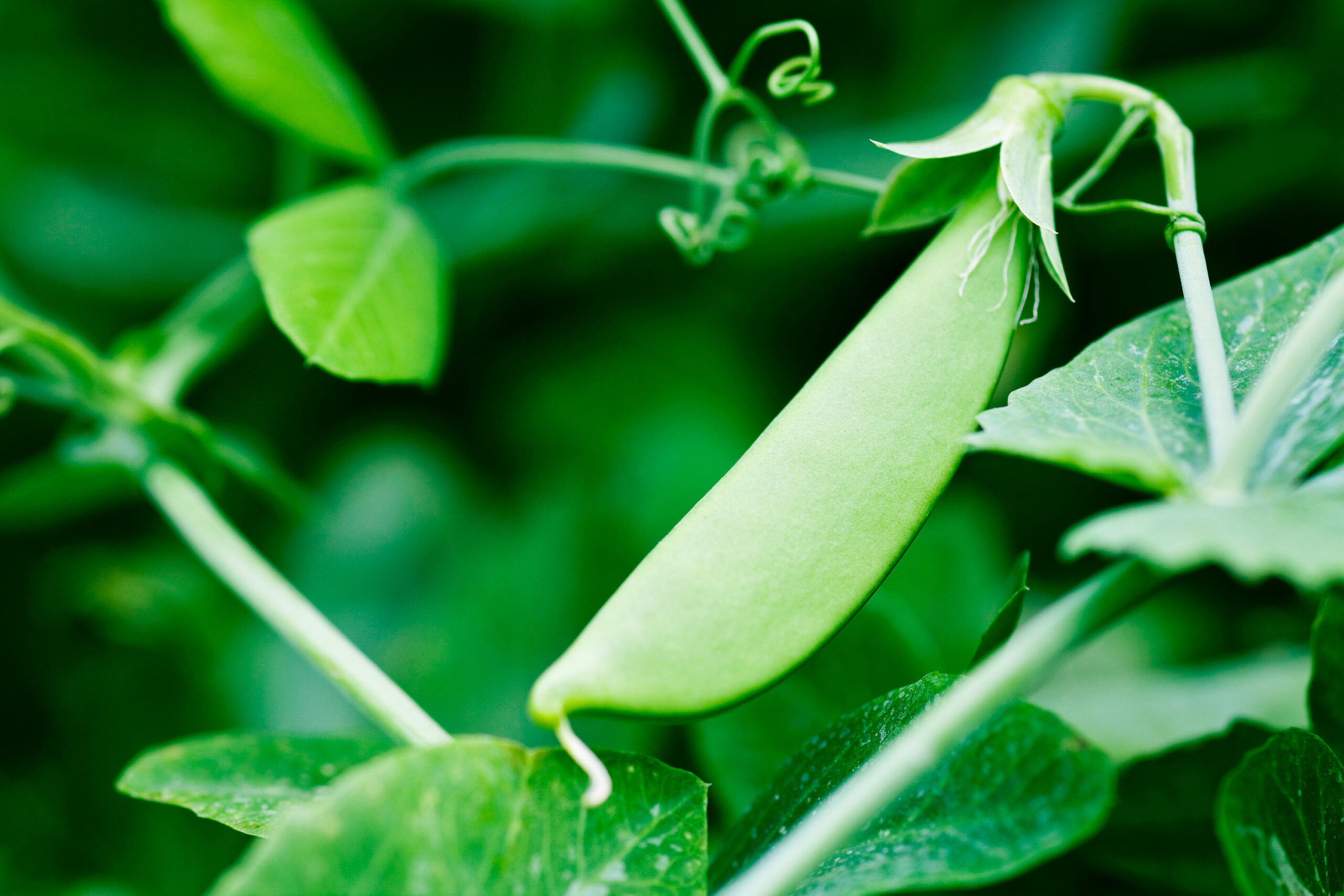 Mendel's Law of Dominance | Interactive Biology, with Leslie Samuel