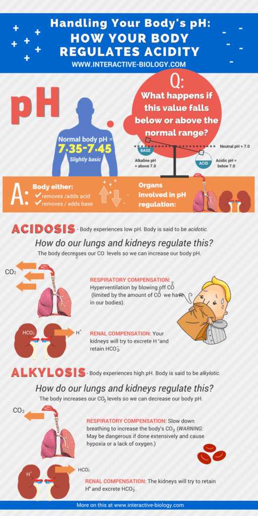 Handling pH: How Your Body Regulates Acidity | Interactive Biology ...