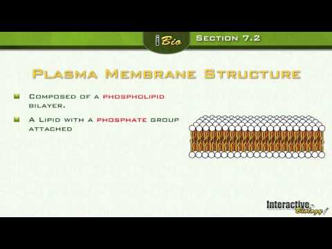 Video: The Plasma Membrane - A View of the Cell | Interactive Biology ...