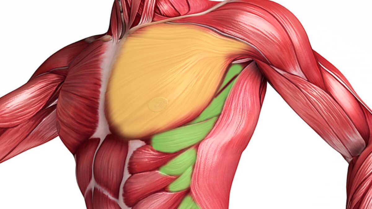 081 What are the Four Pectoral Muscles? | Interactive Biology, with ...