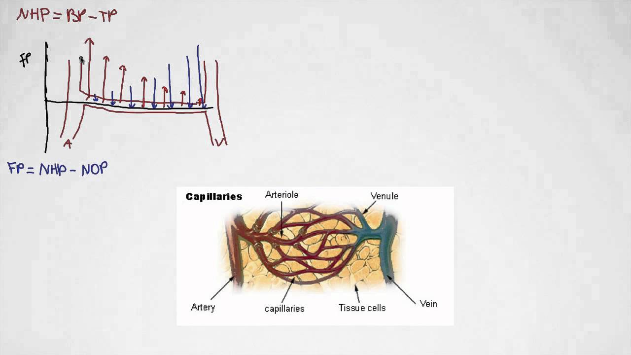 058 Net Hydrostatic Pressure and Filtration Pressure | Interactive ...