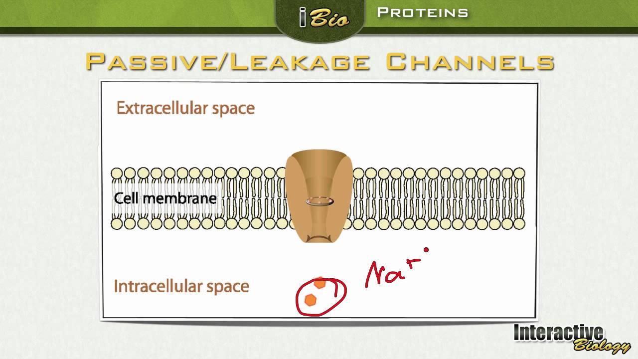004 Ion Channels: The Proteins in the Membrane of Neurons | Interactive ...