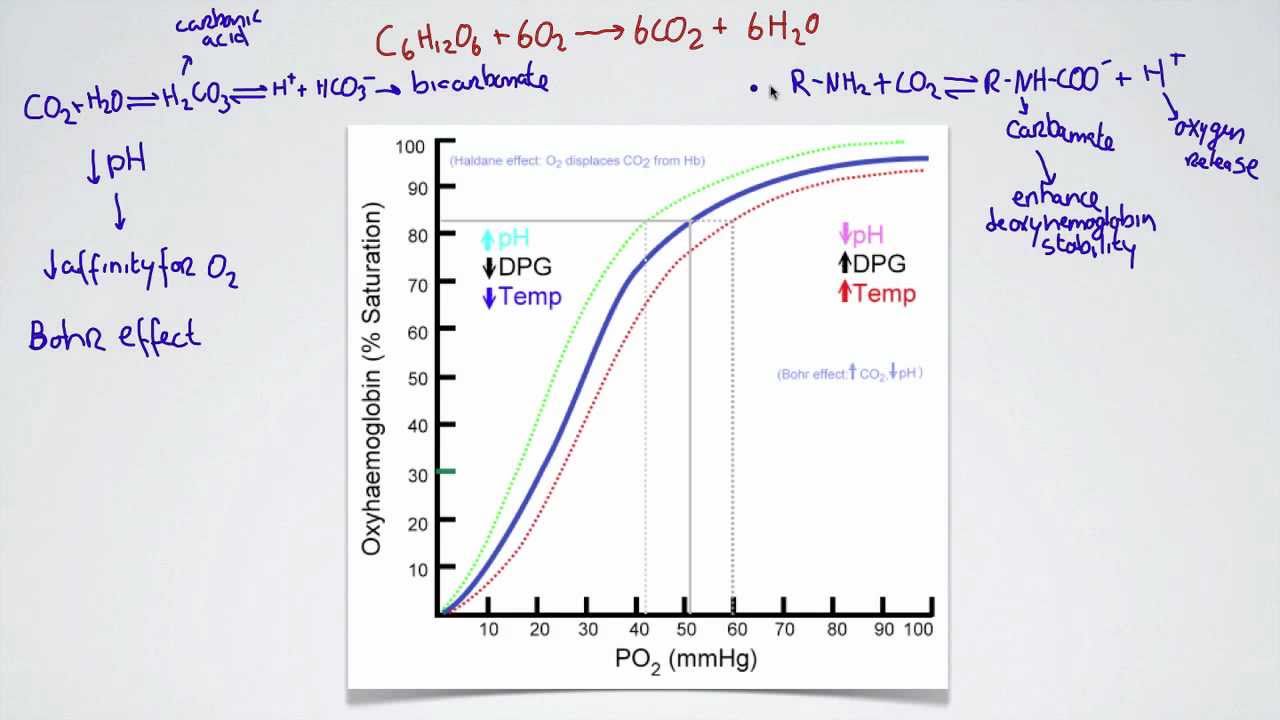 061 The Bohr Effect | Interactive Biology, with Leslie Samuel