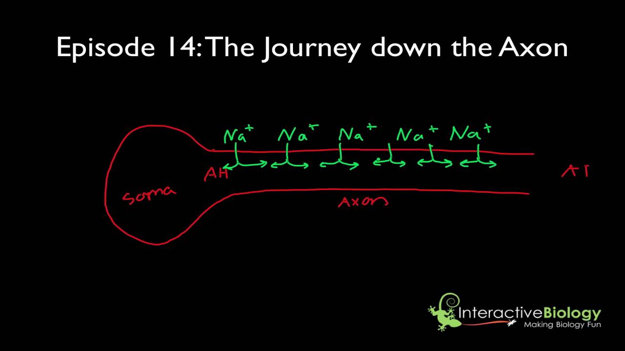 014 The Journey down the Axon | Interactive Biology, with Leslie Samuel