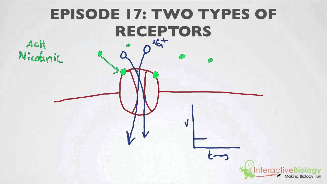 017 Two Types of Receptors | Interactive Biology, with Leslie Samuel
