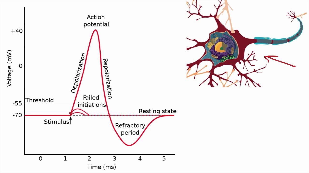 012 The Absolute and Relative Refractory Periods | Interactive Biology ...