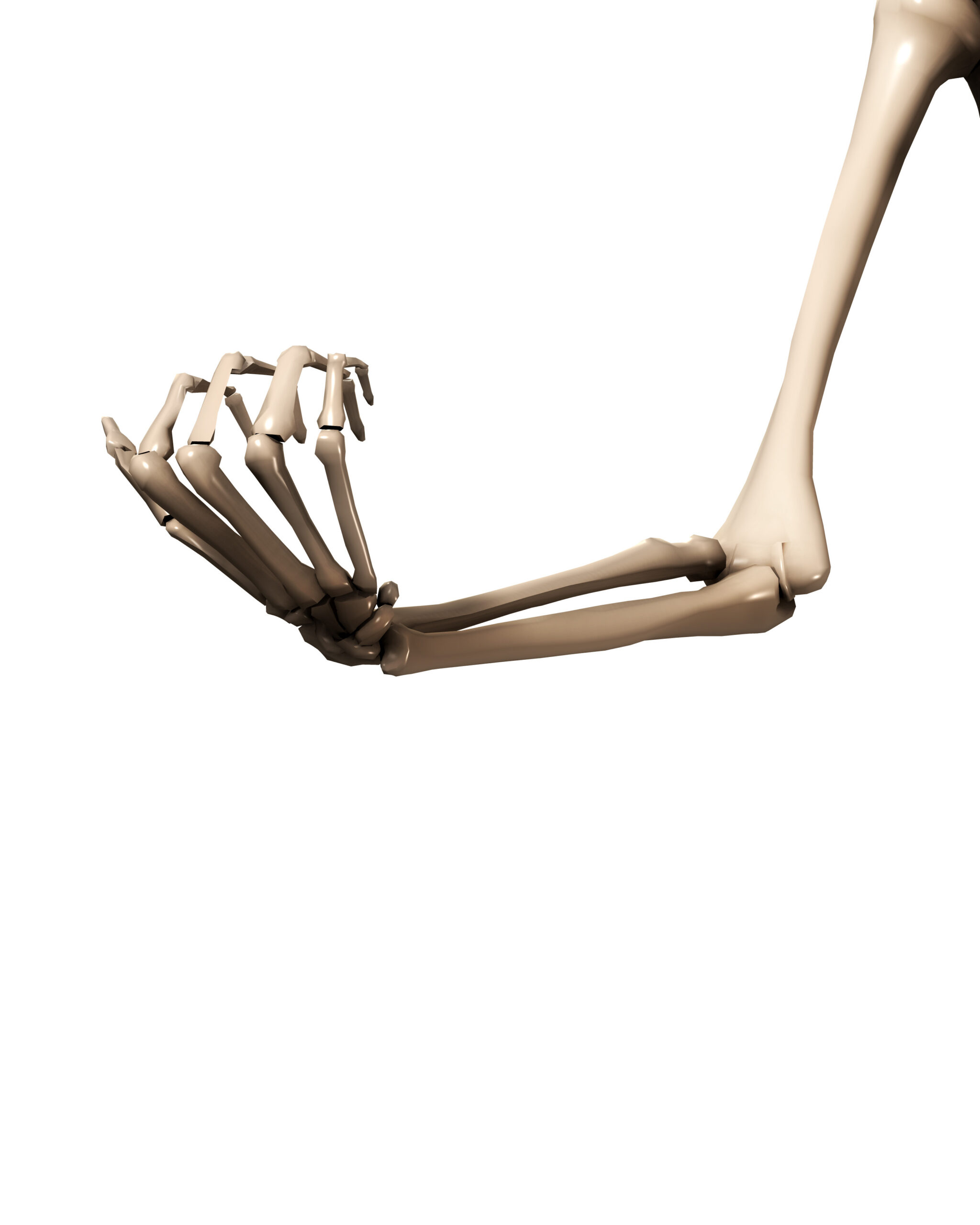 A Brief Introduction to the Upper Limb | Interactive Biology, with ...