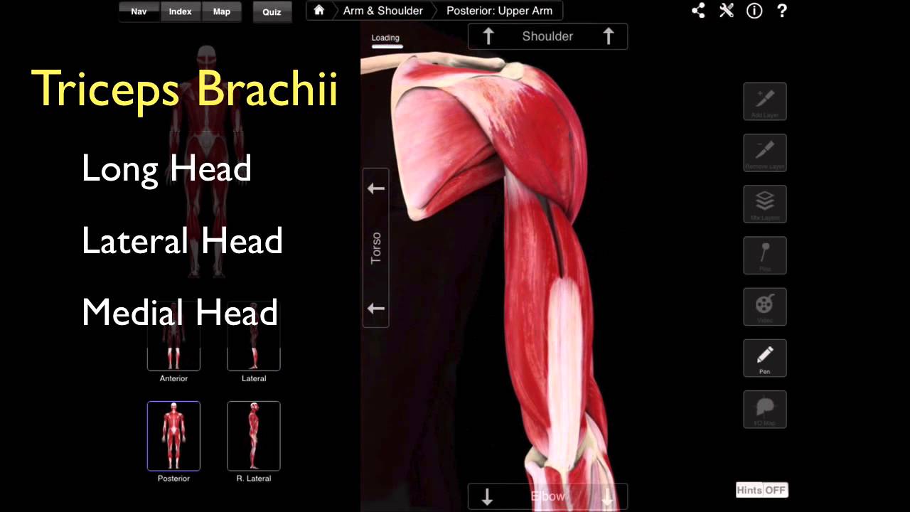 102 The Posterior Compartment Of The Arm | Interactive Biology, with ...