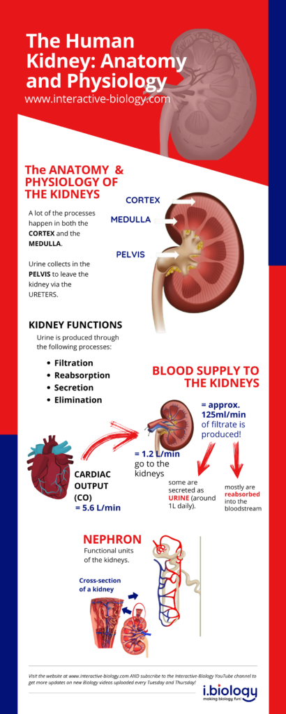 The Human Kidney Anatomy and Physiology | Interactive Biology