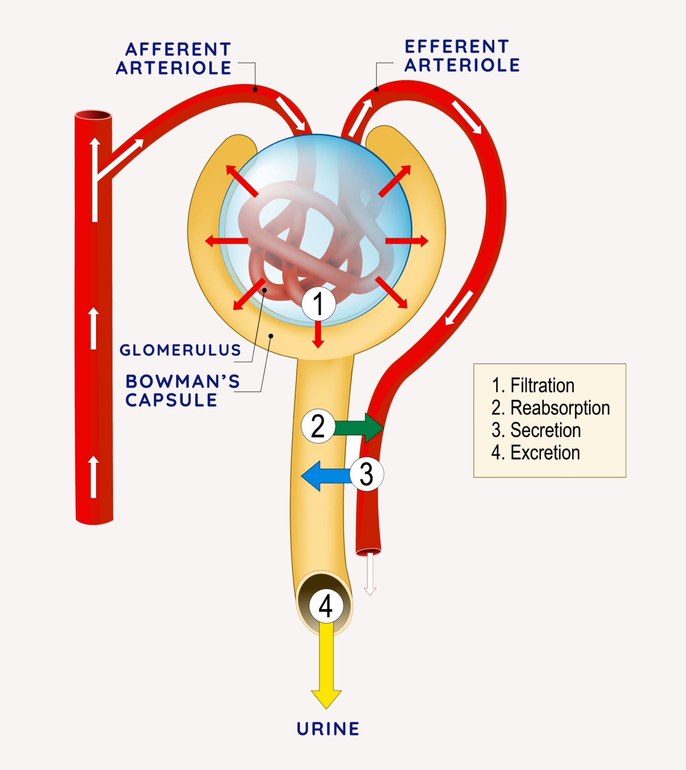 The Urinary System: An Introduction to its Structure and Function