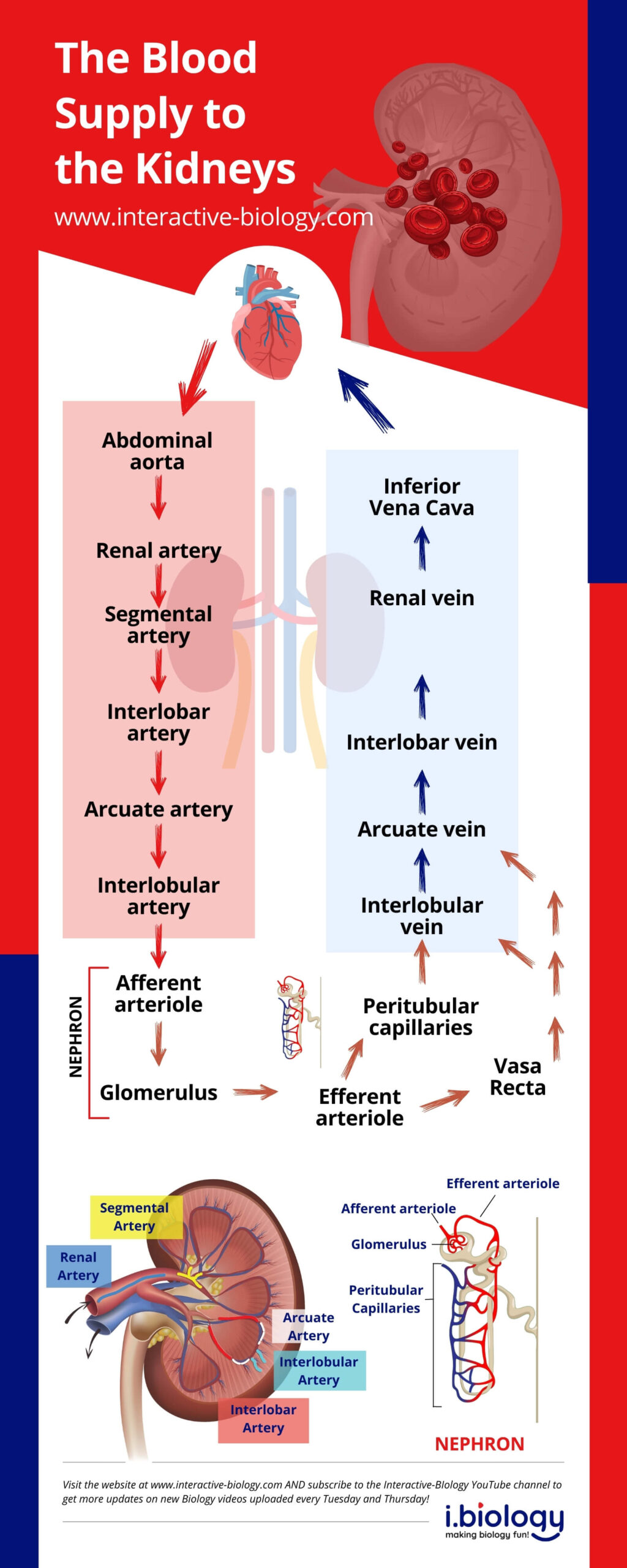 The Blood Supply to the Kidneys | Interactive Biology, with Leslie Samuel