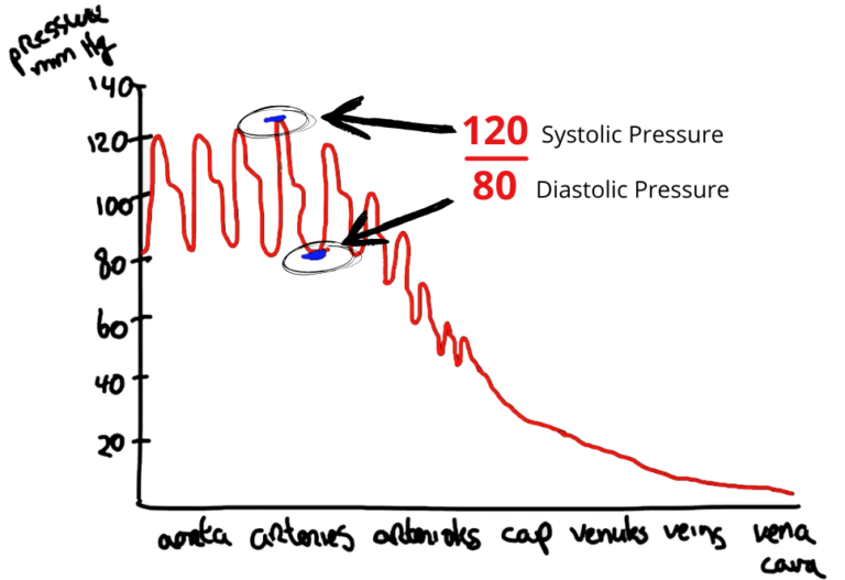 054 Blood Pressure and Mean Arterial Pressure | Interactive Biology ...