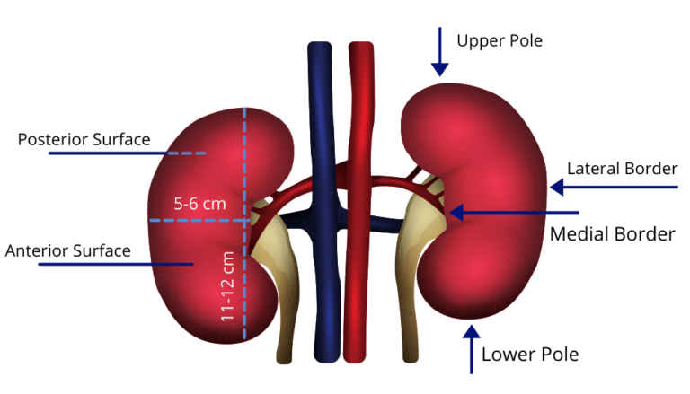 The Anatomy of the Kidney | Interactive Biology, with Leslie Samuel