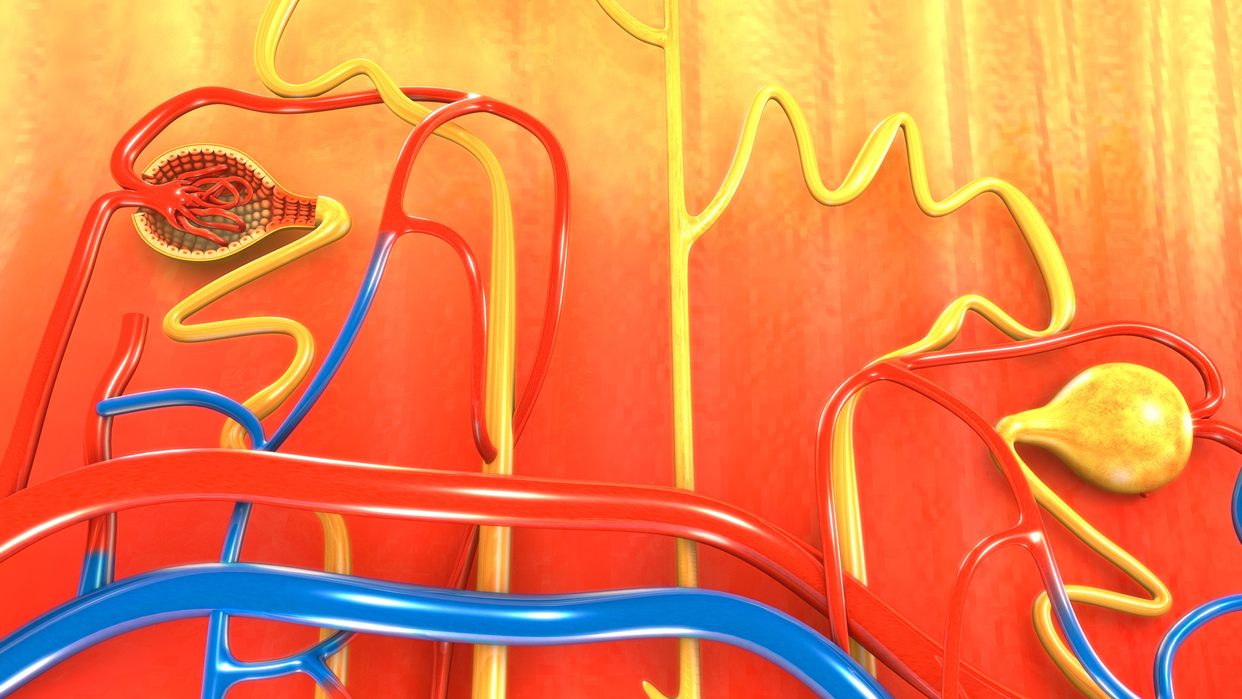 The Structure and Function of the Nephron - Made Easy | Interactive-Biology