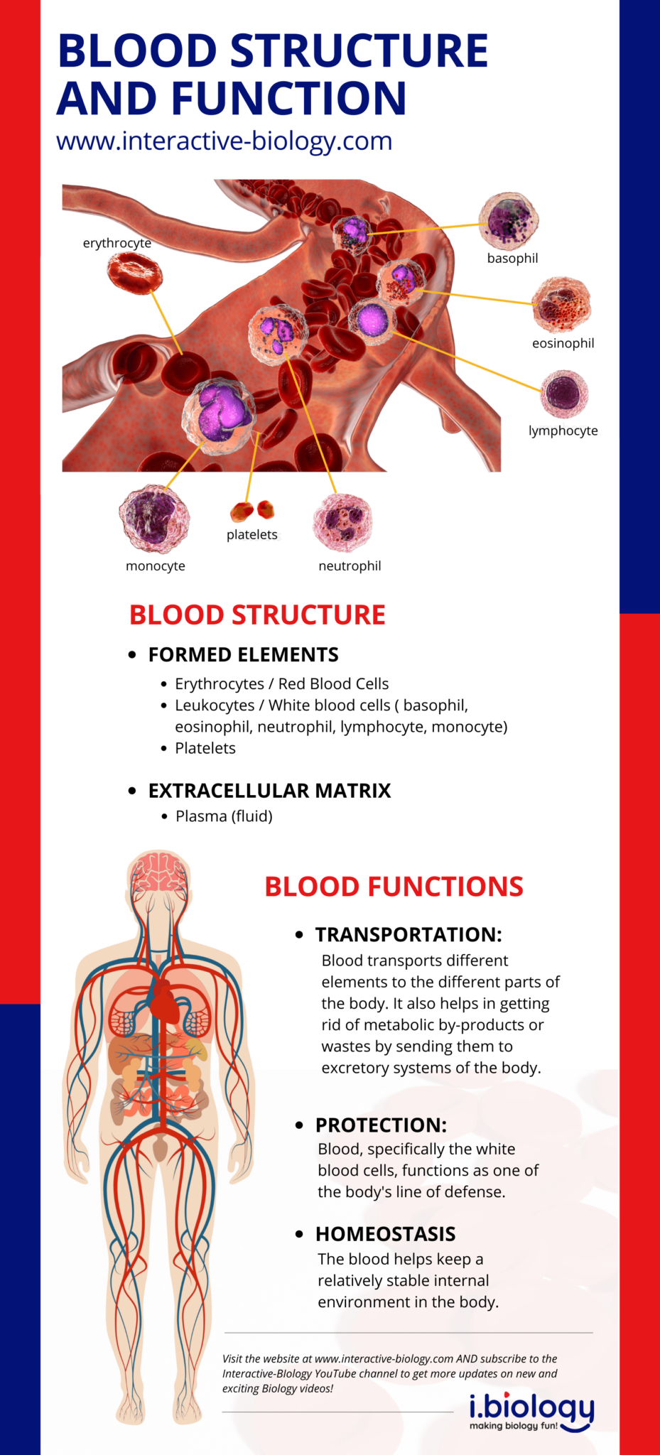 Blood Structure and Its 3 Main Circulatory Functions in the Body ...