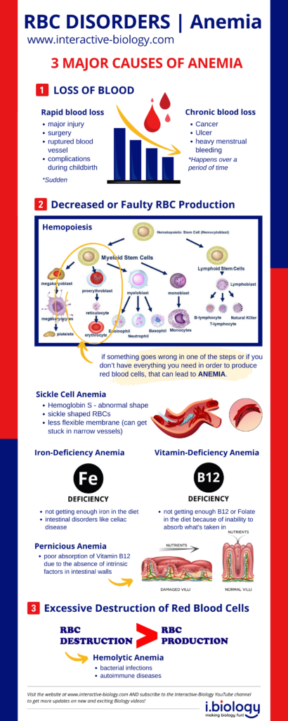 Disorders of Red Blood Cells (Erythrocytes) | Anemia | Interactive ...
