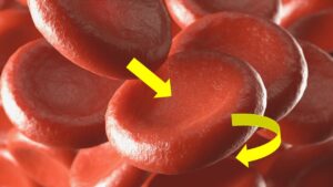 The Structure and Function of Red Blood Cells a.k.a. Erythrocytes ...