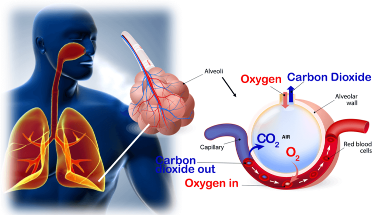 Blood Structure and Its 3 Main Circulatory Functions in the Body ...
