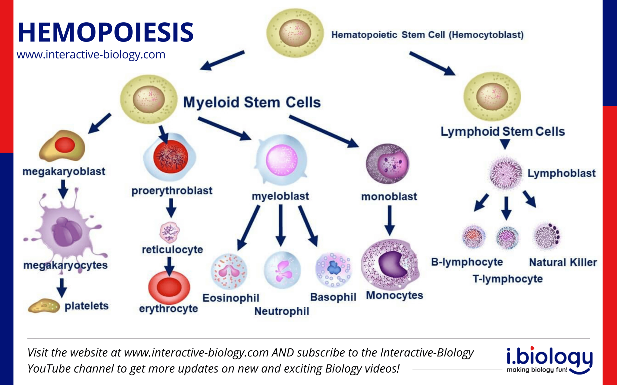 Hemopoiesis - How Blood Cells are Made | Interactive Biology, with ...