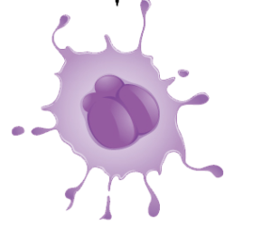 Platelet (Thrombocyte) Structure and Function | Interactive Biology ...