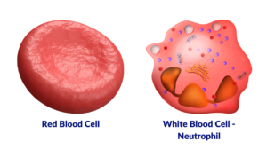 Introduction to White Blood Cells a.k.a. Leukocytes | Interactive ...