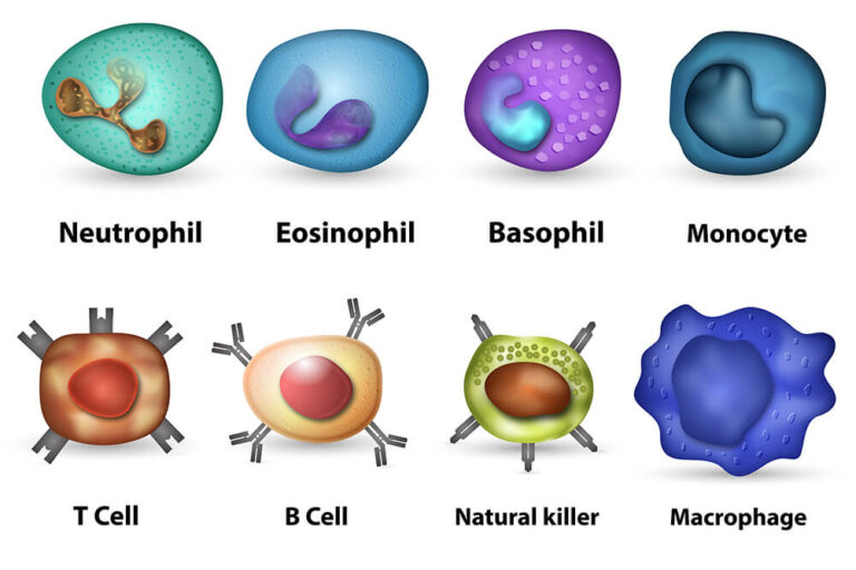 What's in the Blood? | Interactive Biology, with Leslie Samuel