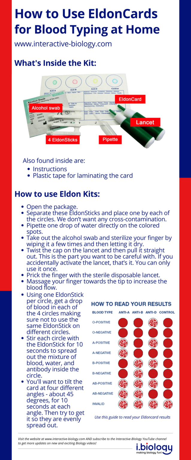 Blood Typing From Home Using the EldonCard Blood Type Test Kit ...
