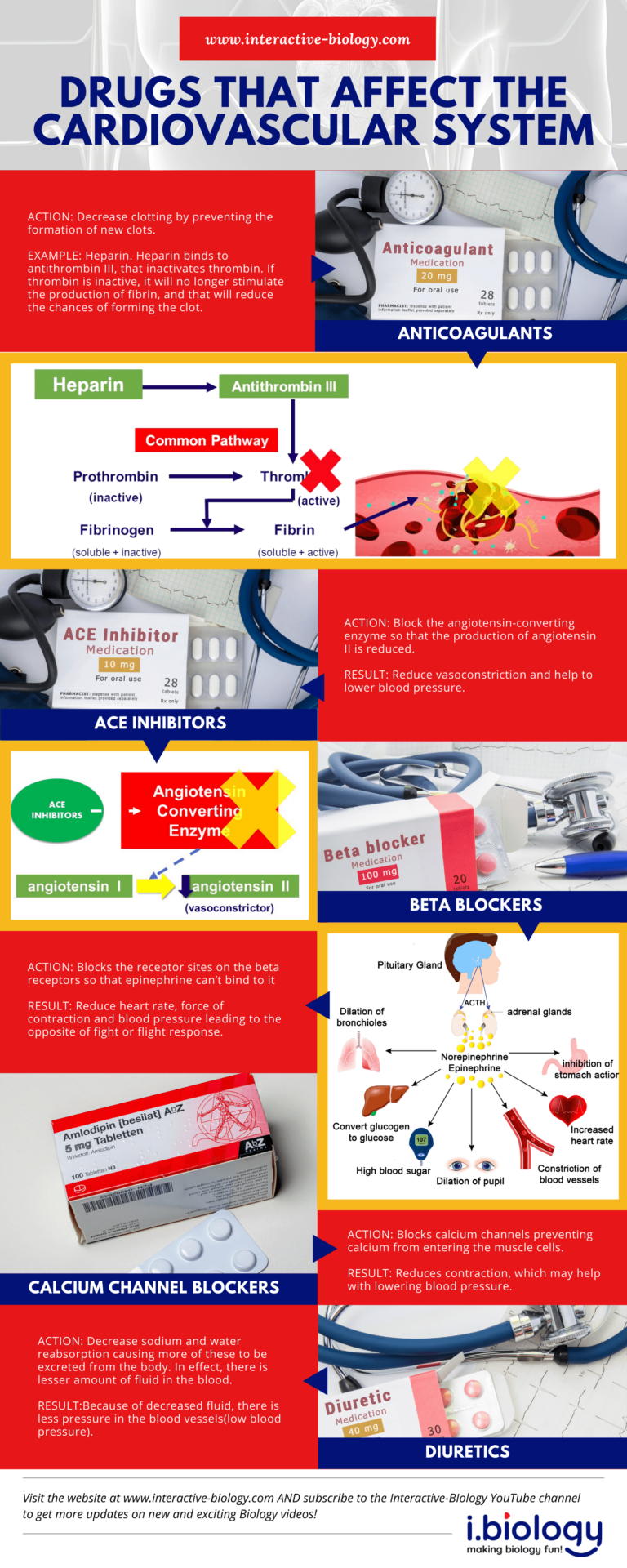 Drugs That Affect the Cardiovascular System | Interactive Biology, with ...