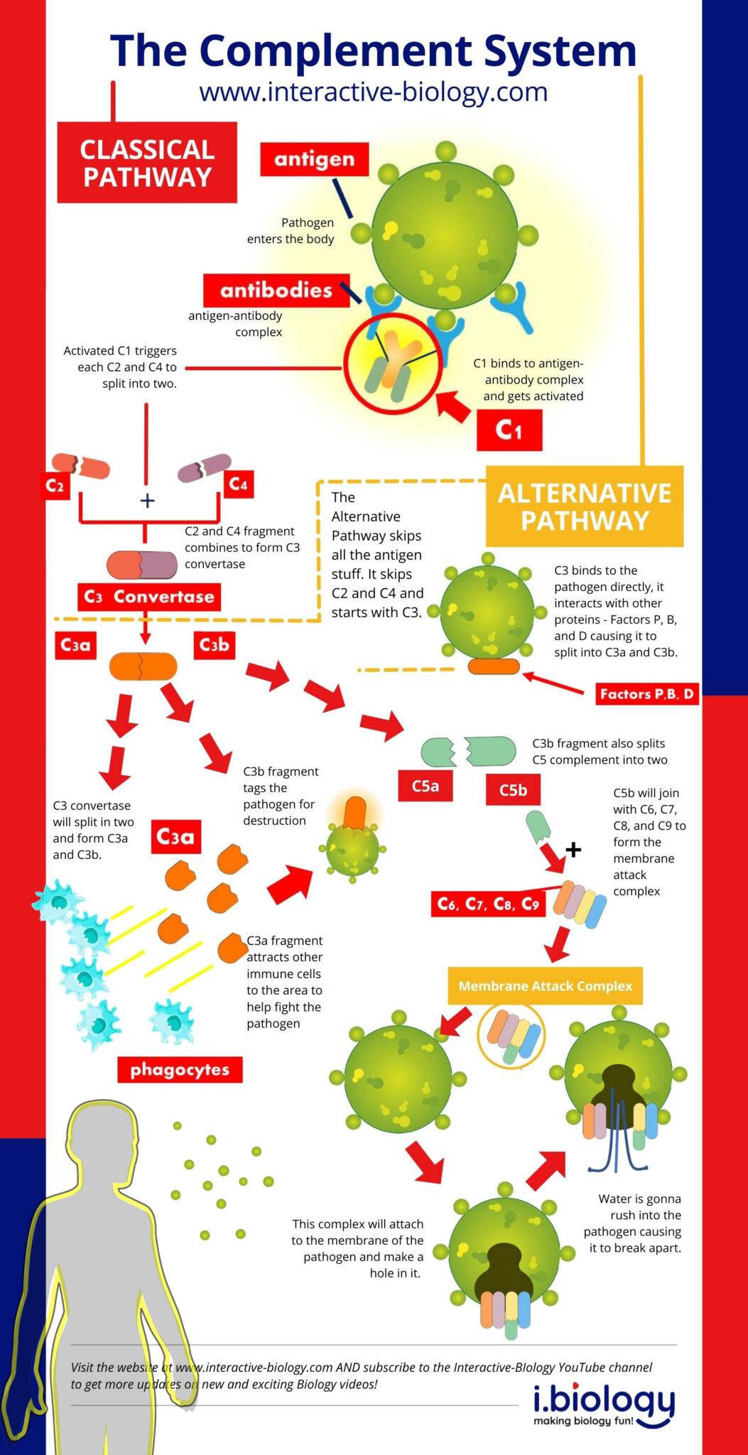The Complement System Made Easy | Interactive Biology, with Leslie Samuel