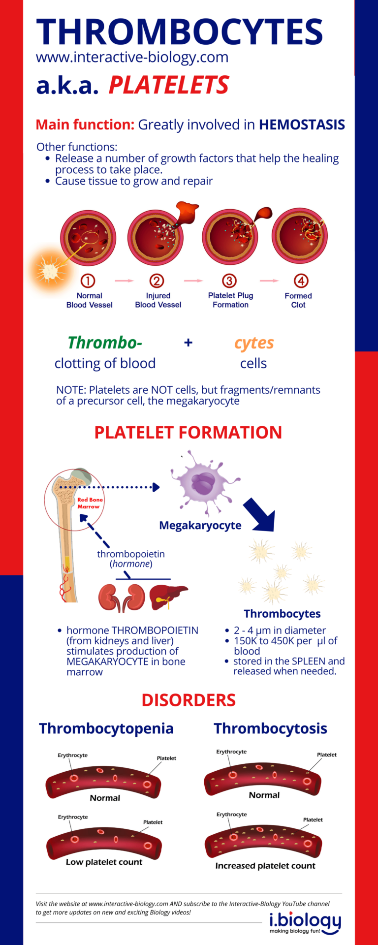 Platelet (Thrombocyte) Structure and Function | Interactive Biology ...