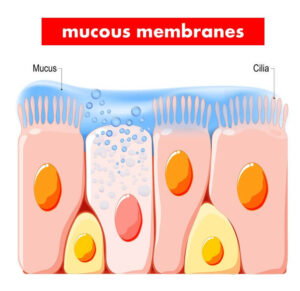 An Introduction to the Immune System | Interactive Biology, with Leslie ...