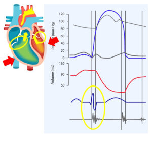 052 The Cardiac Cycle | Interactive Biology, with Leslie Samuel