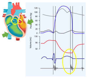 052 The Cardiac Cycle | Interactive Biology, with Leslie Samuel