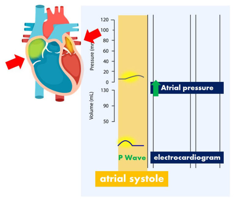 052 The Cardiac Cycle | Interactive Biology, with Leslie Samuel