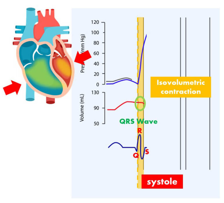 052 The Cardiac Cycle | Interactive Biology, with Leslie Samuel