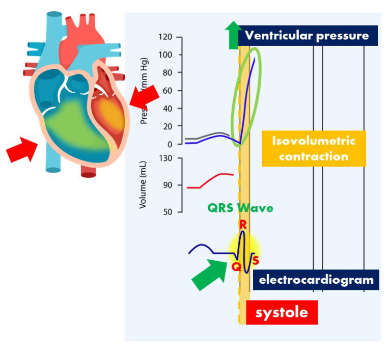 052 The Cardiac Cycle | Interactive Biology, with Leslie Samuel