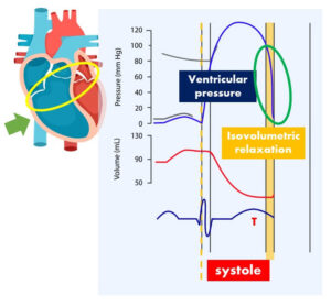 052 The Cardiac Cycle | Interactive Biology, with Leslie Samuel